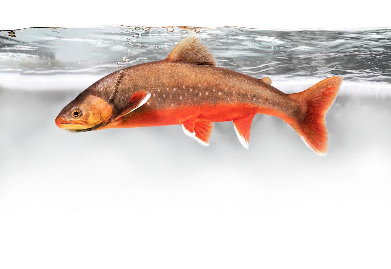 Årets naturfotograf skildrar svenska fiskar - Opulens